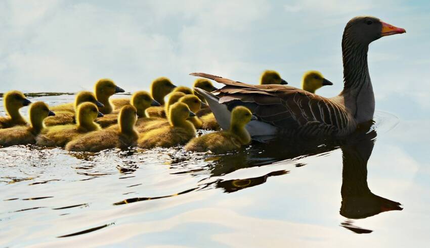 Sindrome della papera: di cosa si tratta? - Blog Modapp